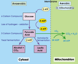 Vertex Fitness | What is Aerobic Metabolism? - Vertex Fitness Personal ...