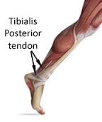 Vertex Fitness | Structure and Function: The Posterior Tibialis